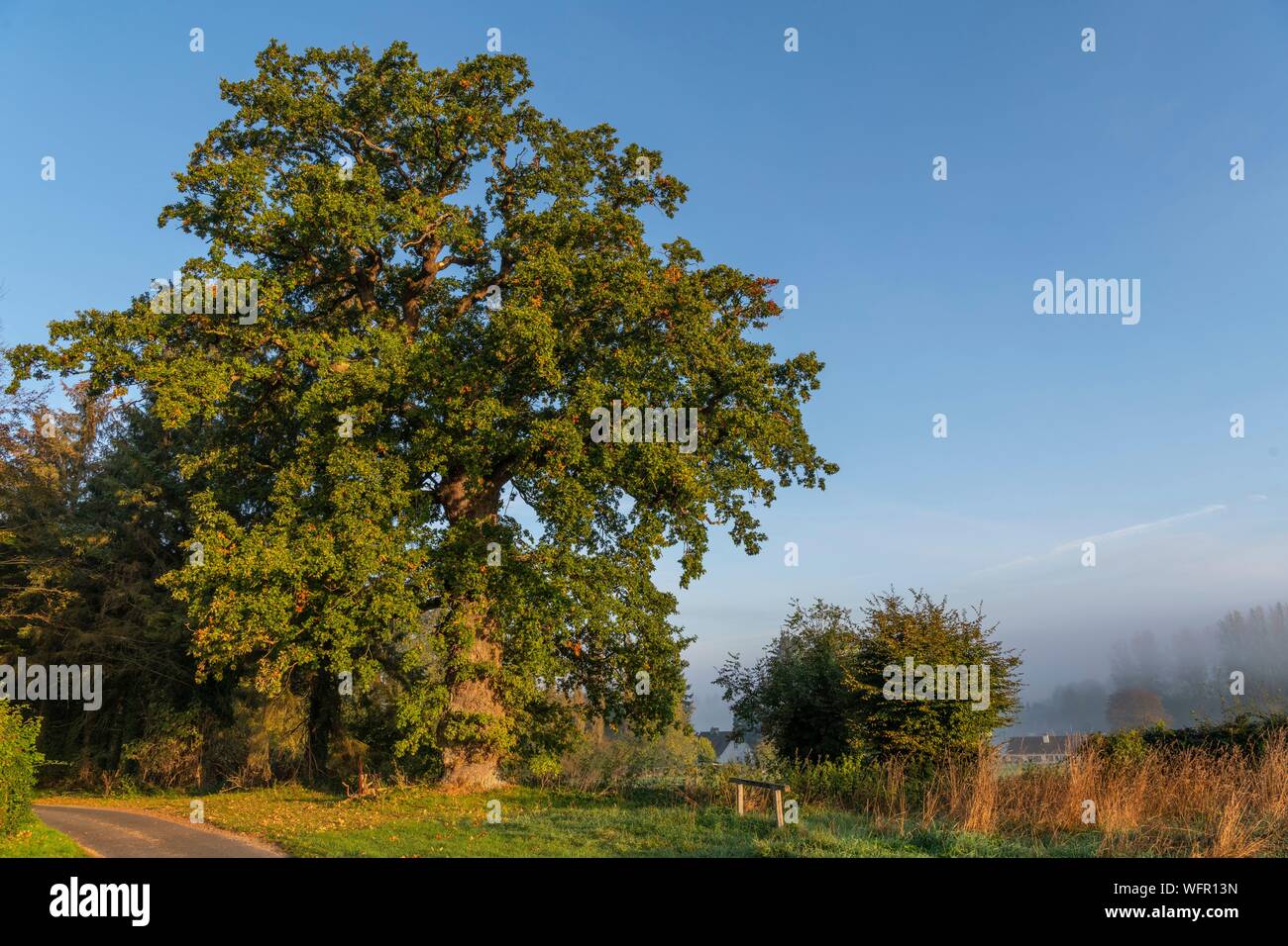France, Somme (80), Crécy forest, Crécy-en-Ponthieu, The Oak of the ...