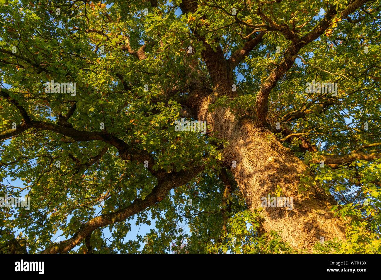France, Somme (80), Crécy forest, Crécy-en-Ponthieu, The Oak of the ...