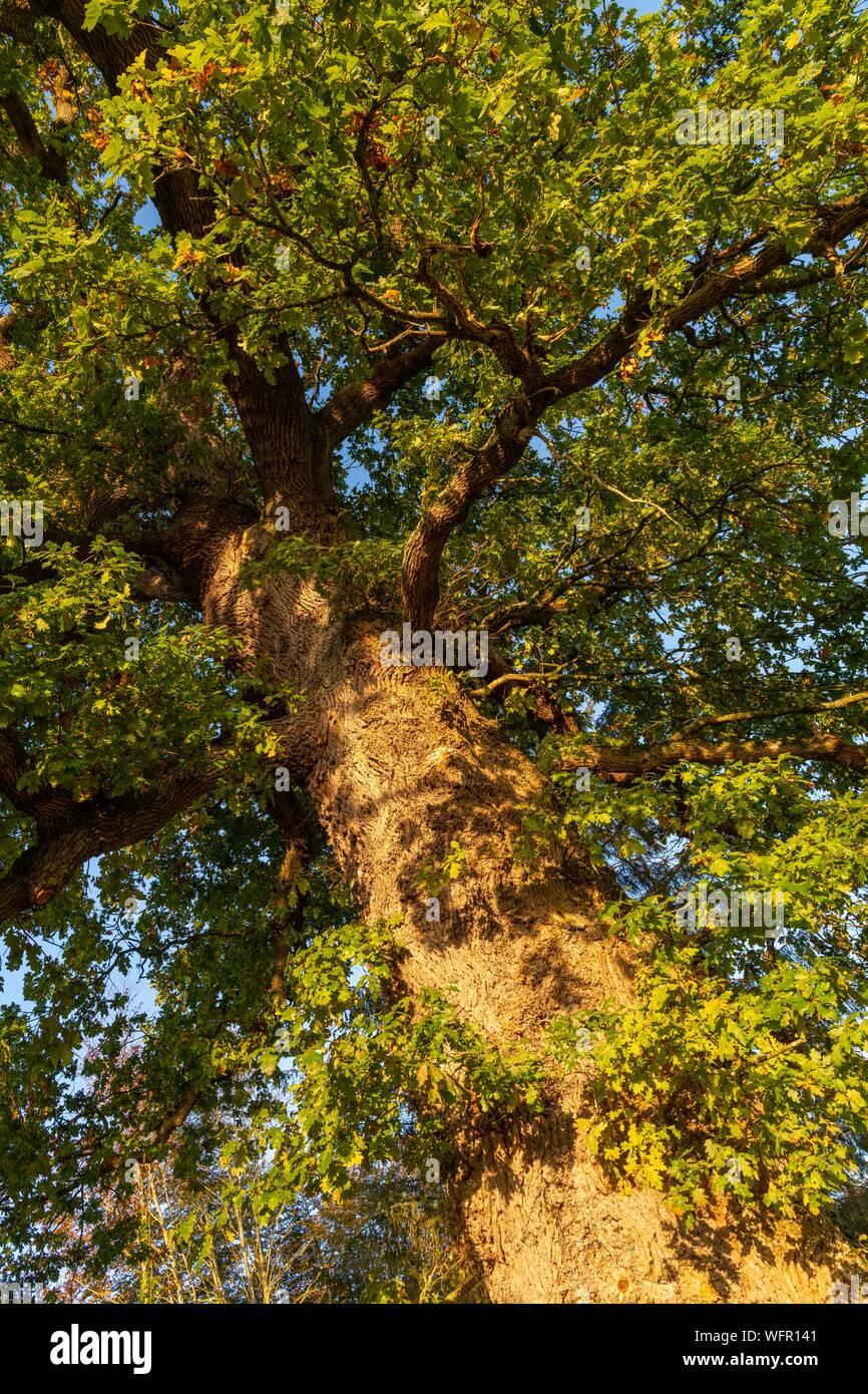 France, Somme (80), Crécy forest, Crécy-en-Ponthieu, The Oak of the ...