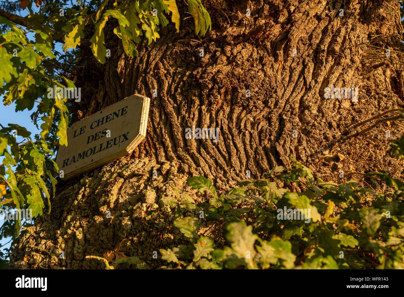 France, Somme (80), Crécy forest, Crécy-en-Ponthieu, The Oak of the ...