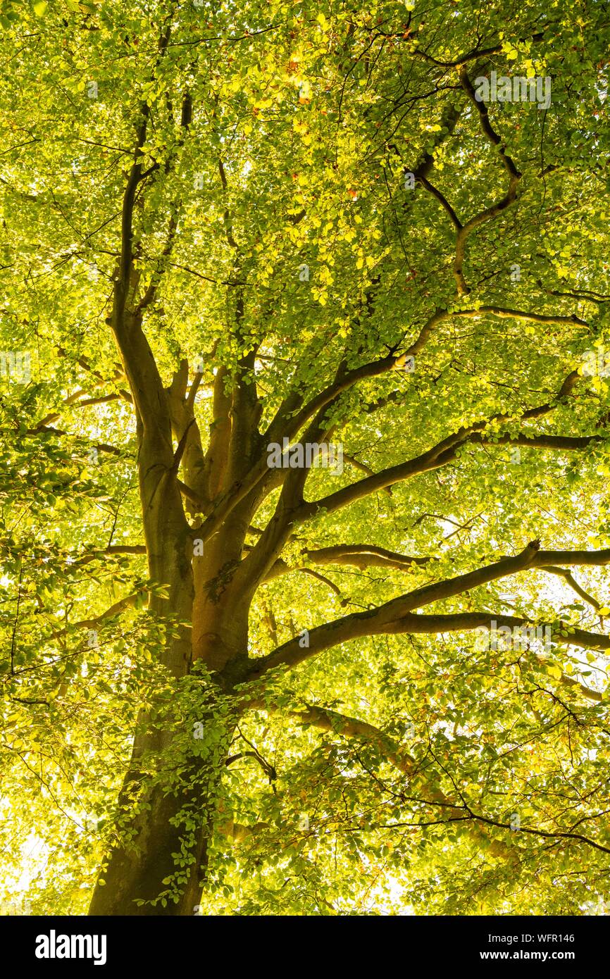 France, Somme (80), Crécy Forest, Crécy-en-Ponthieu, The Crécy Forest ...