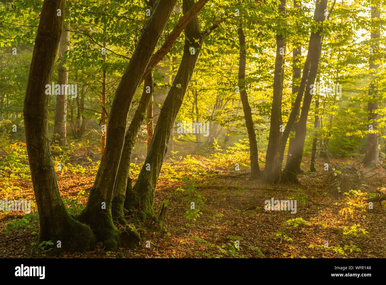 France, Somme (80), Crécy Forest, Crécy-en-Ponthieu, The Crécy Forest ...