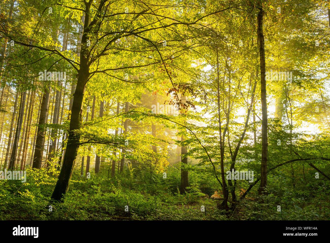 France, Somme (80), Crécy Forest, Crécy-en-Ponthieu, The Crécy Forest ...