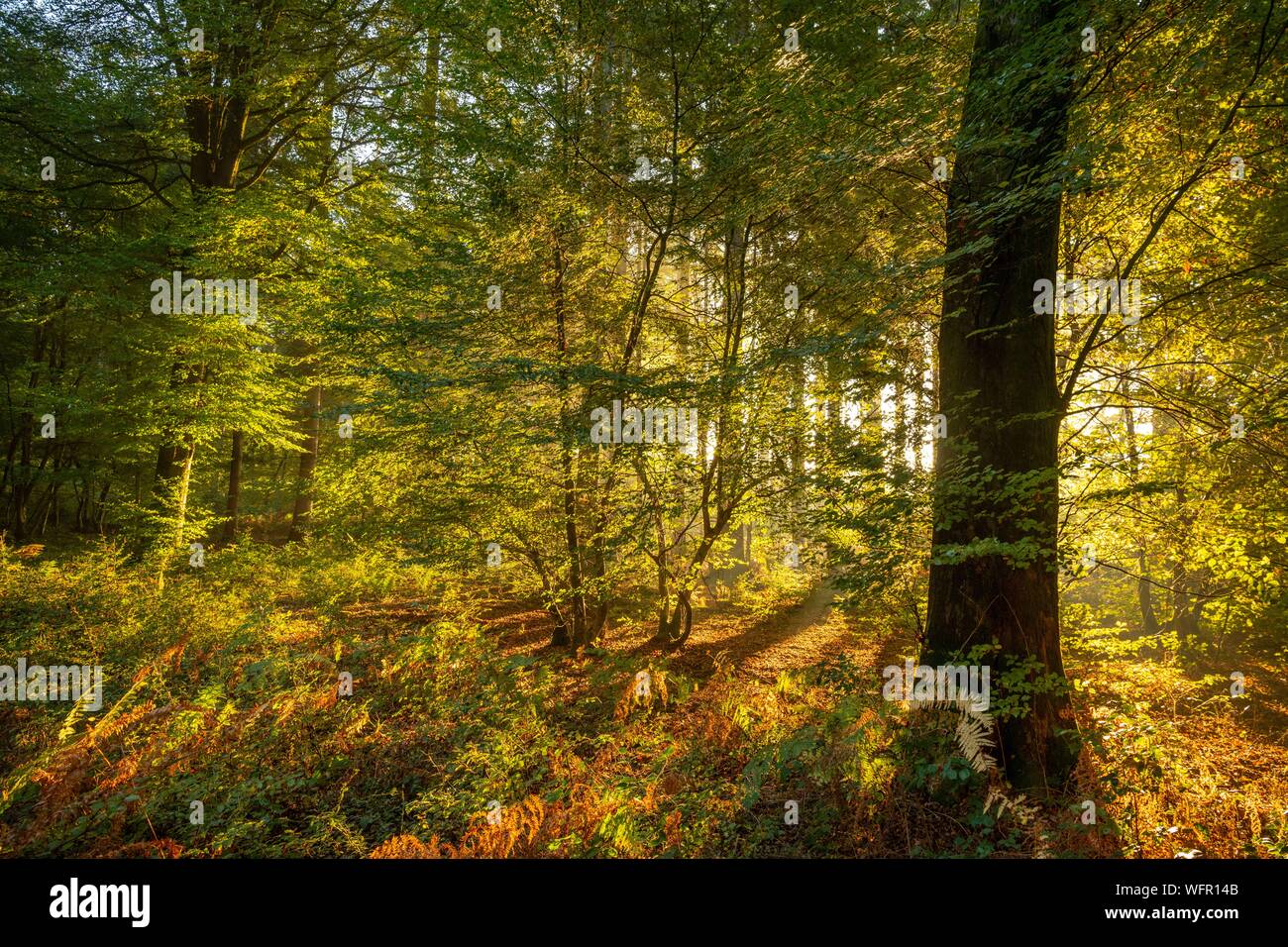 France, Somme (80), Crécy Forest, Crécy-en-Ponthieu, The Crécy Forest ...