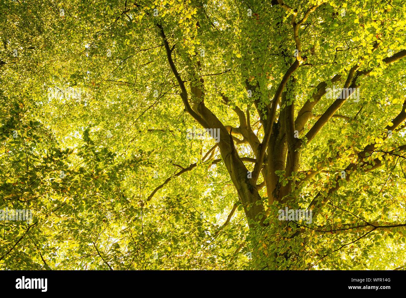 France, Somme (80), Crécy Forest, Crécy-en-Ponthieu, The Crécy Forest ...