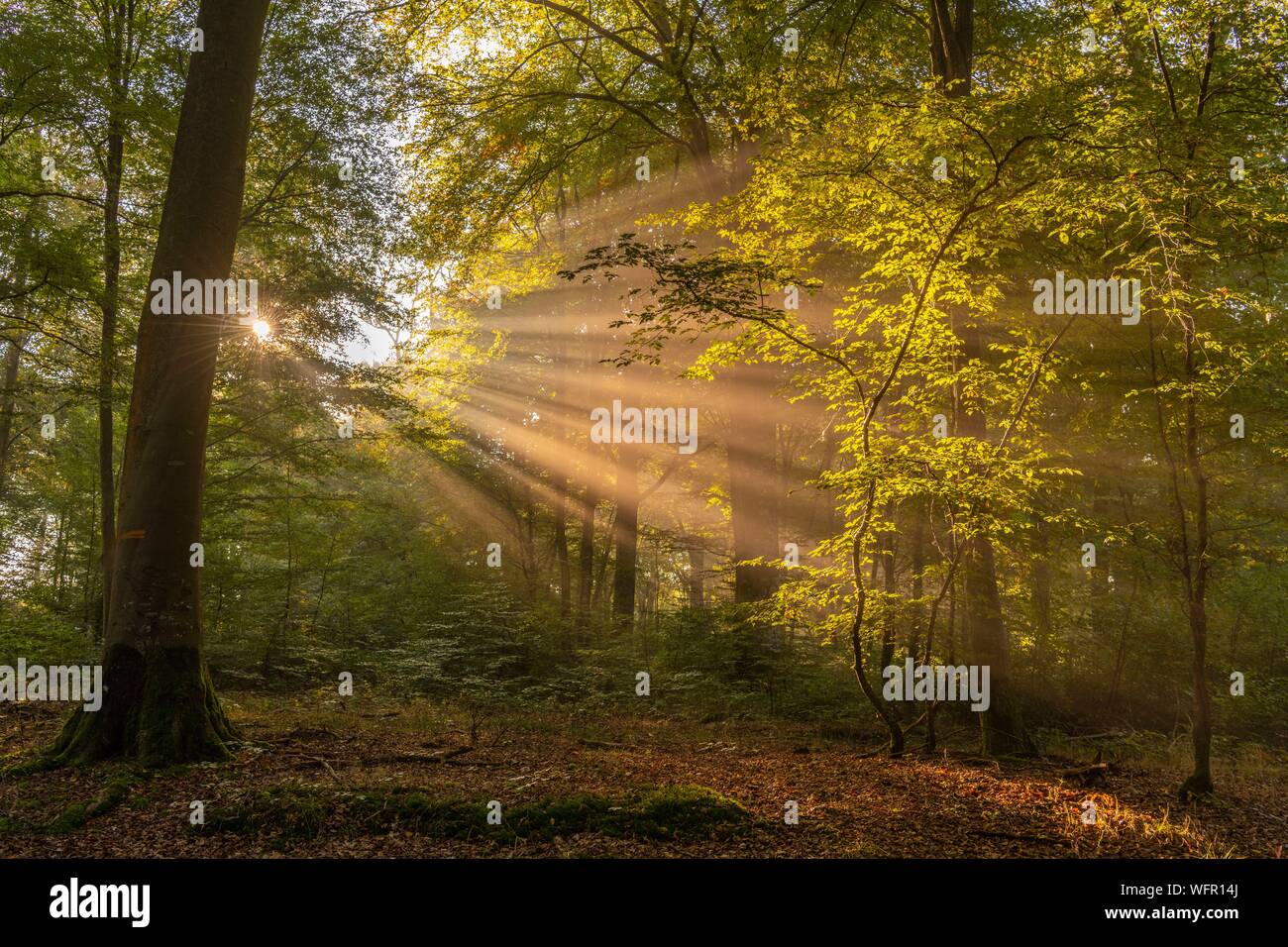 rance, Somme (80), Crécy Forest, Crécy-en-Ponthieu, The Crécy Forest ...