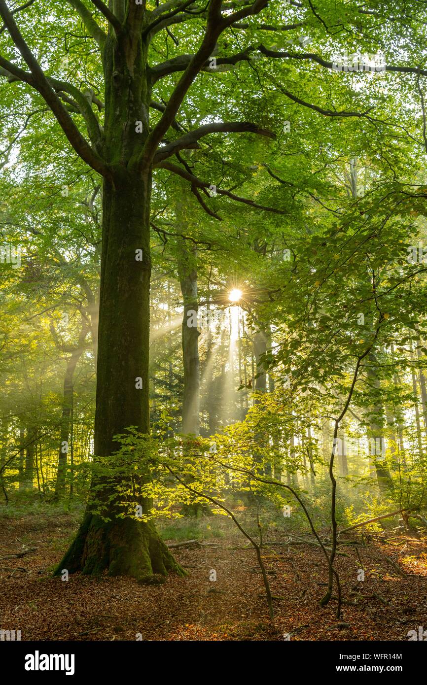 France, Somme (80), Crécy Forest, Crécy-en-Ponthieu, The Crécy Forest ...