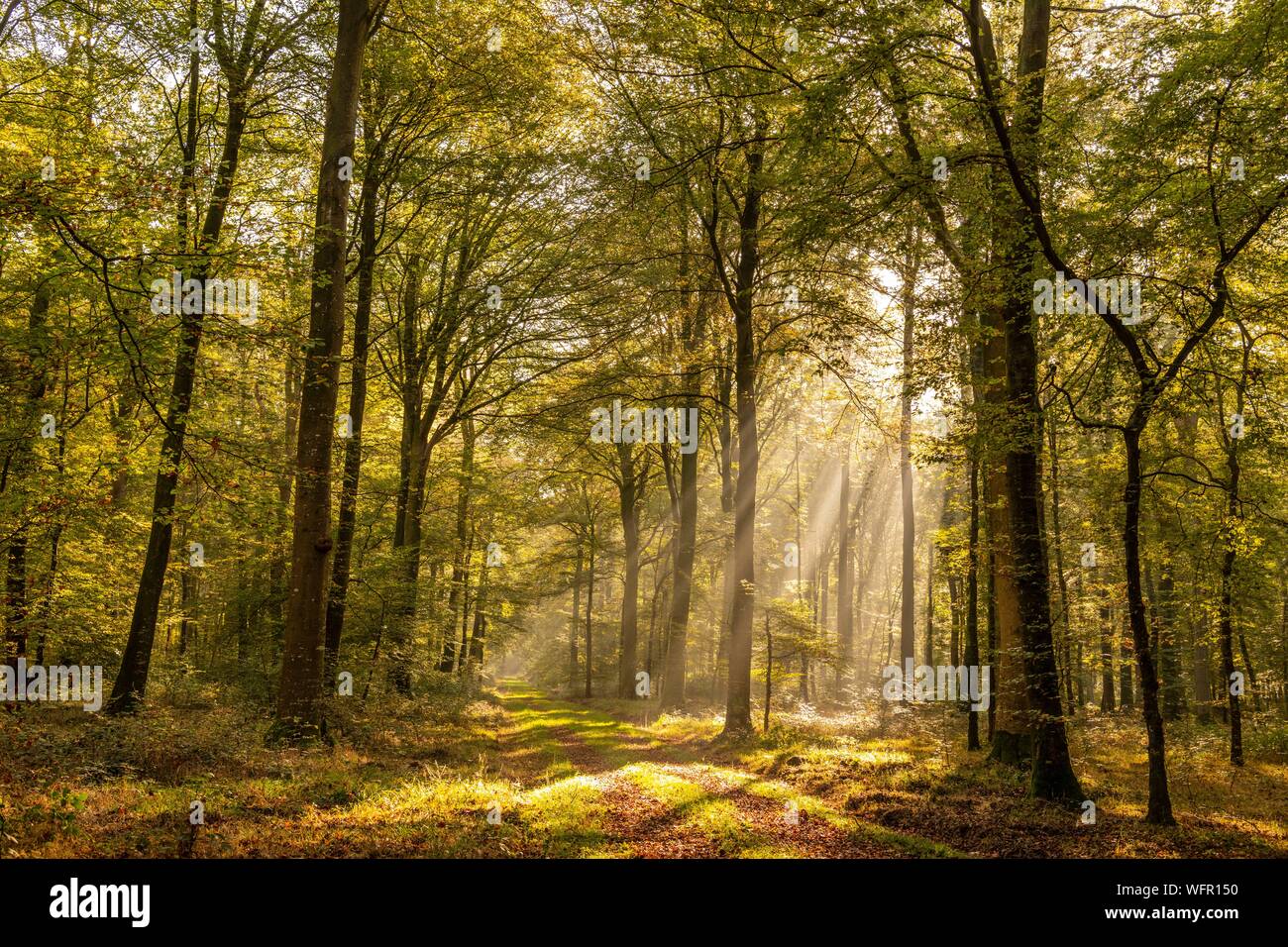 rance, Somme (80), Crécy Forest, Crécy-en-Ponthieu, The Crécy Forest ...