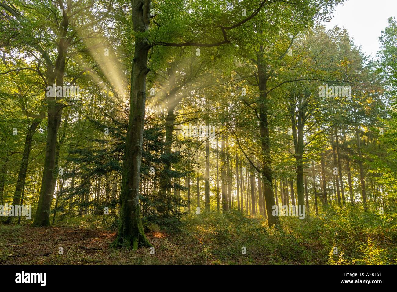 France, Somme (80), Crécy Forest, Crécy-en-Ponthieu, The Crécy Forest ...