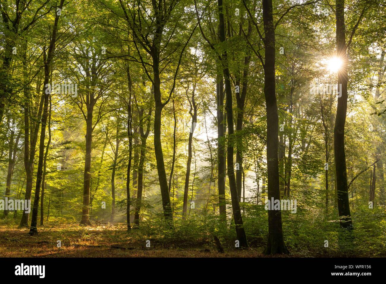 France, Somme (80), Crécy Forest, Crécy-en-Ponthieu, The Crécy Forest ...