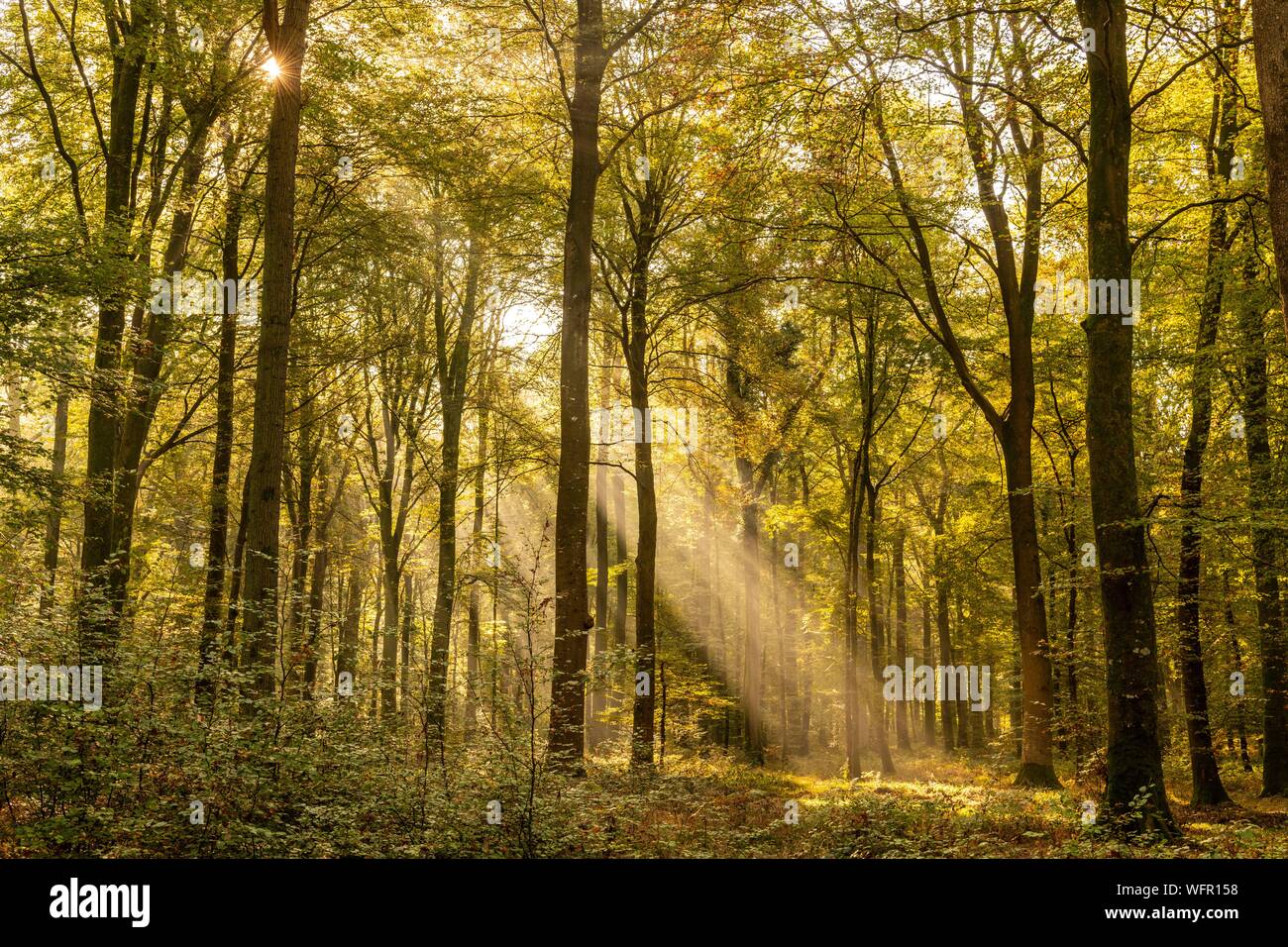 rance, Somme (80), Crécy Forest, Crécy-en-Ponthieu, The Crécy Forest ...