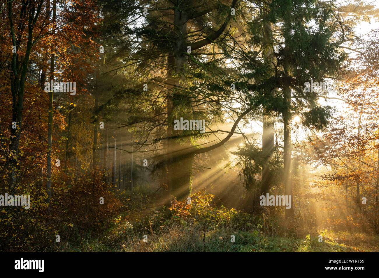 rance, Somme (80), Crécy Forest, Crécy-en-Ponthieu, The Crécy Forest ...