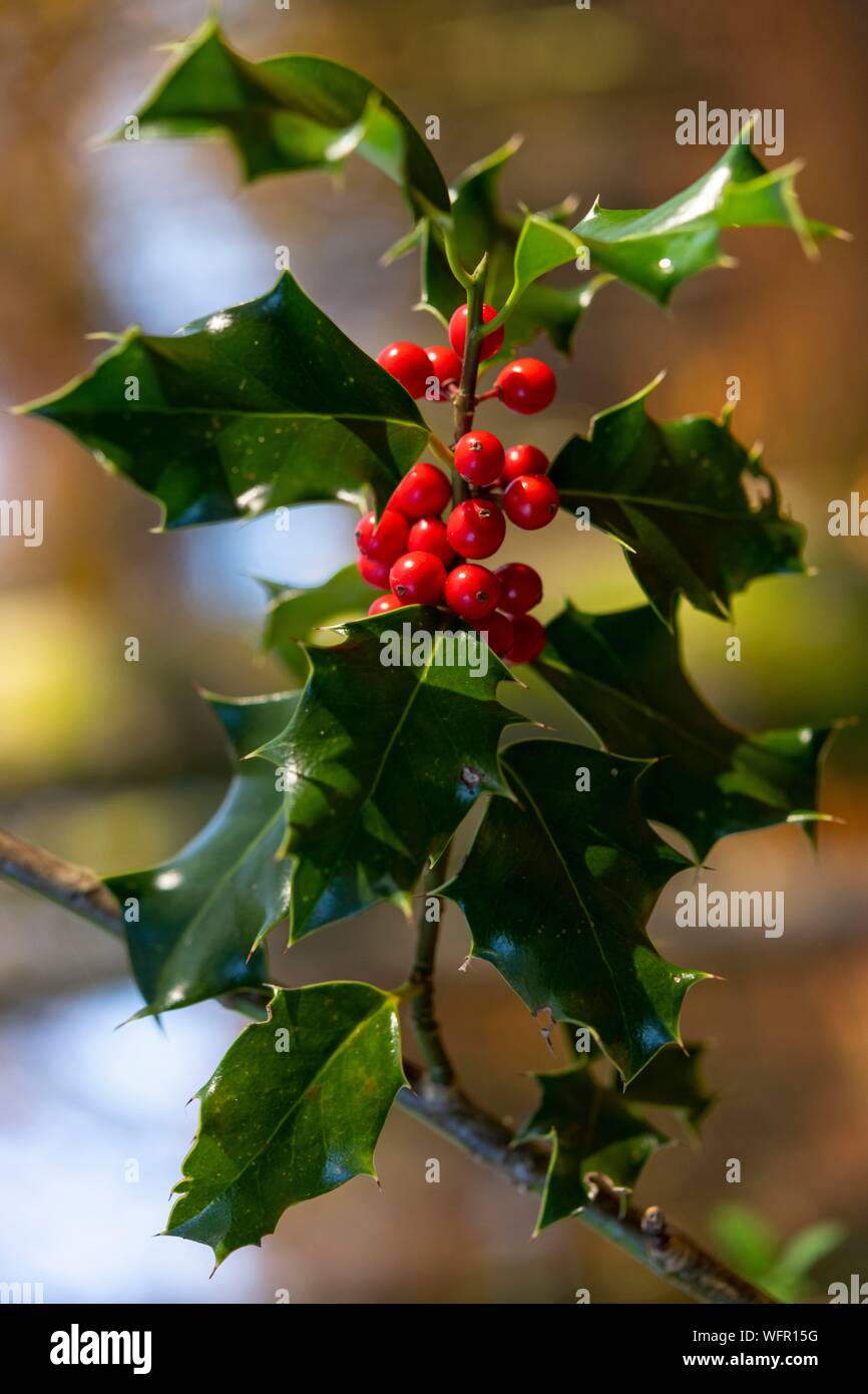 France, Somme (80), Crécy Forest, Crécy-en-Ponthieu, Holly with red ...