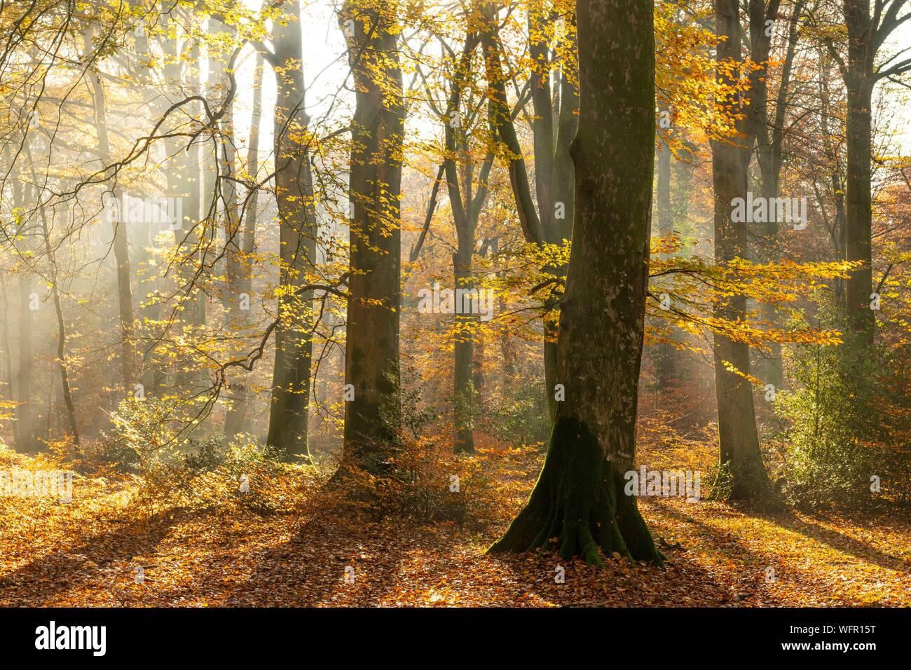 rance, Somme (80), Crécy Forest, Crécy-en-Ponthieu, The Crécy Forest ...
