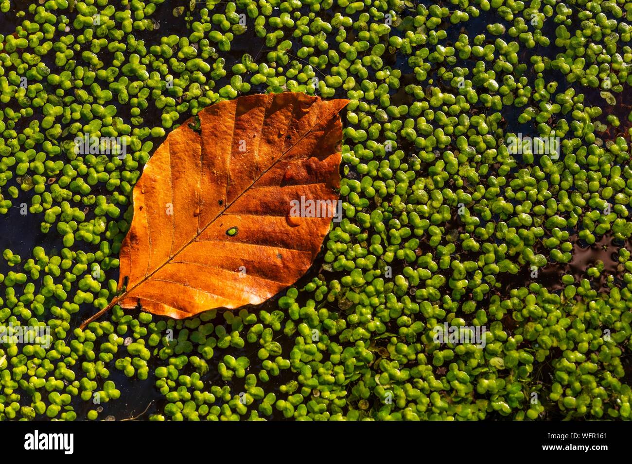 France, Somme (80), Crécy Forest, Crécy-en-Ponthieu, Beech Leaf in the ...