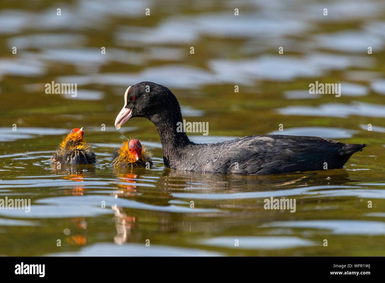 Wetland insects hi-res stock photography and images - Alamy