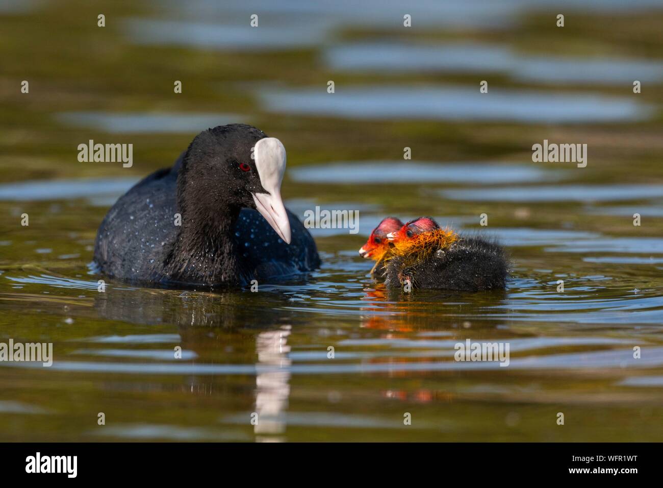 Black bird eating insects hi-res stock photography and images - Alamy