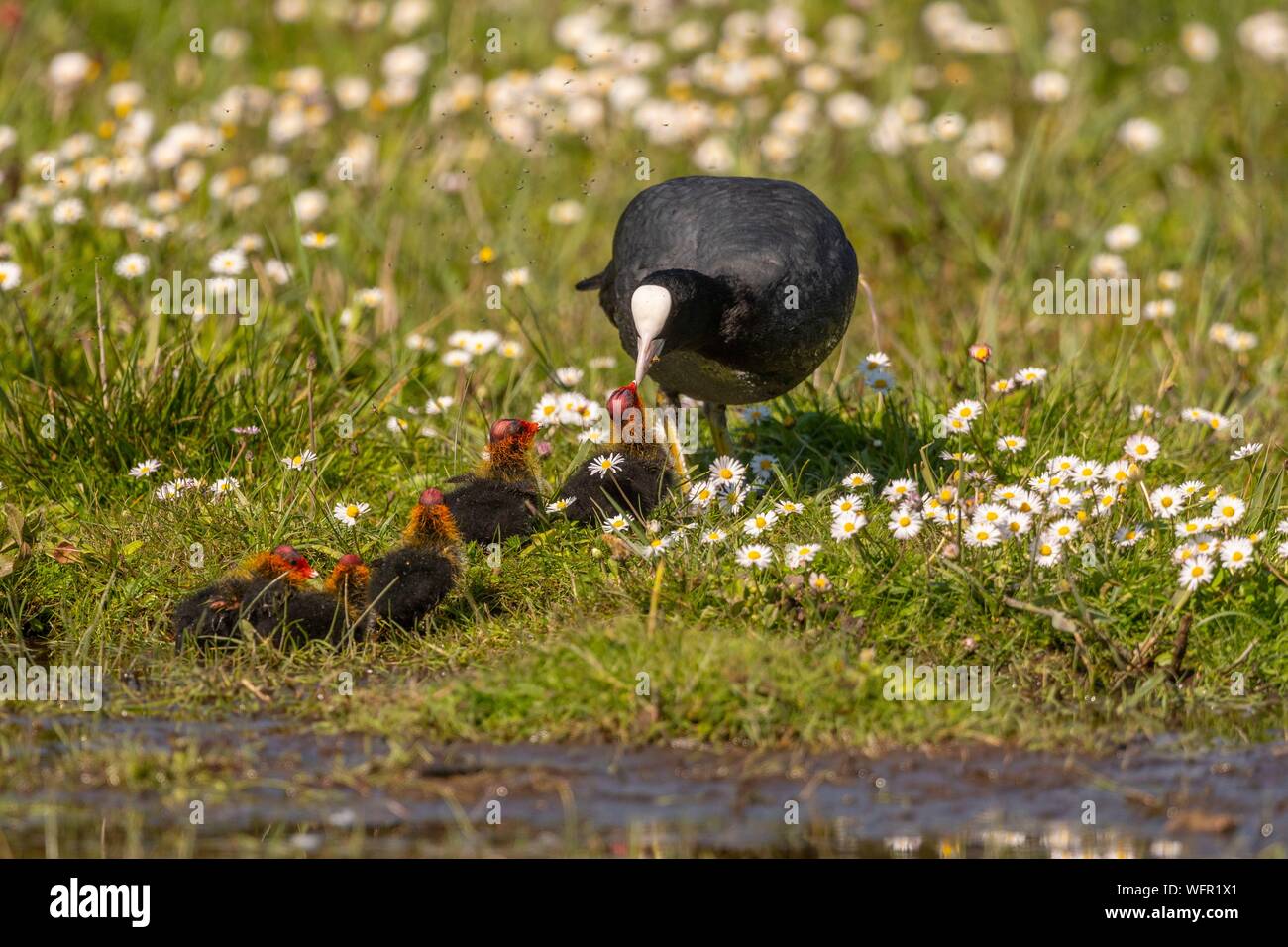 Marsh insects hi-res stock photography and images - Alamy