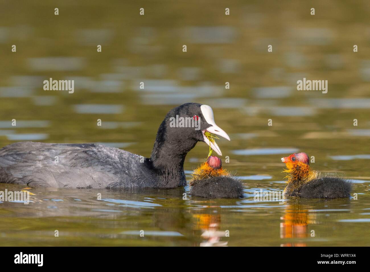 Marsh insects hi-res stock photography and images - Alamy