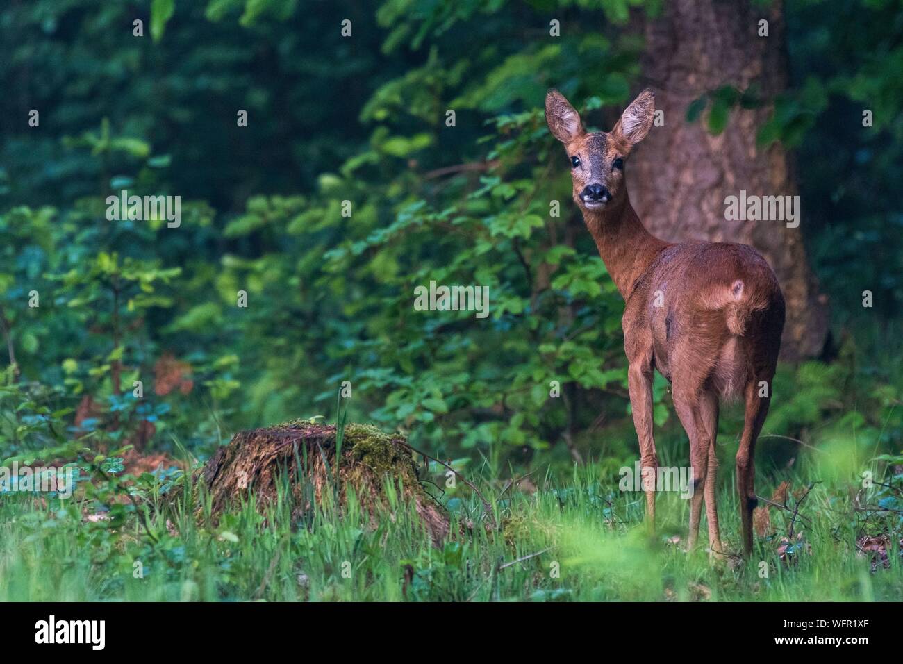 France, Somme (80), Crécy Forest, Crécy-en-Ponthieu, Deer in Crécy ...