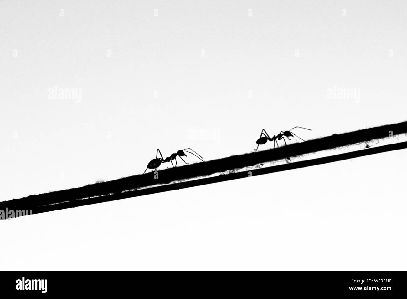 Ants walking on a rope that bound on the tree. Concept of business ...