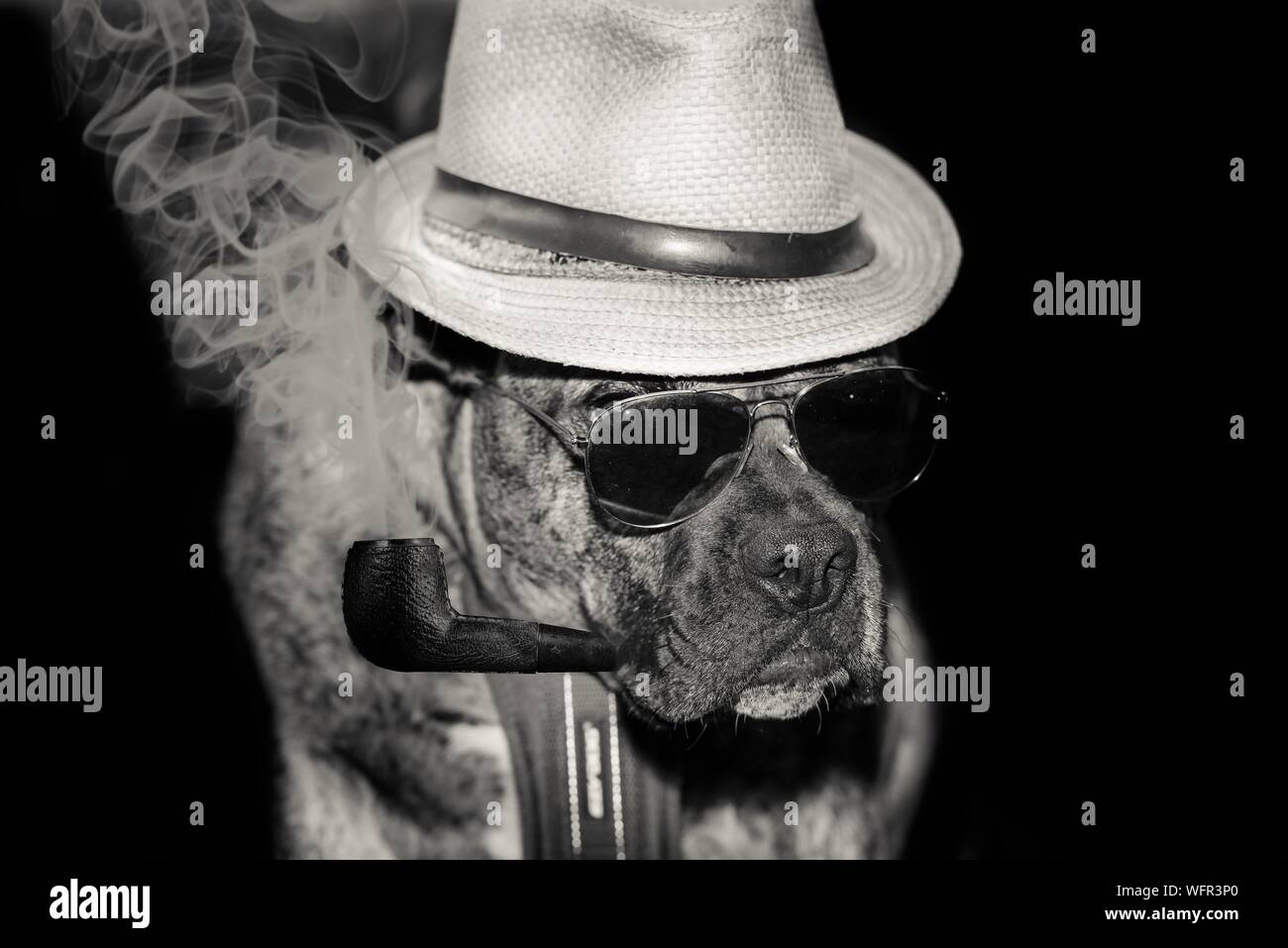 Dog Smoking Pipe High Resolution Stock Photography and Images - Alamy