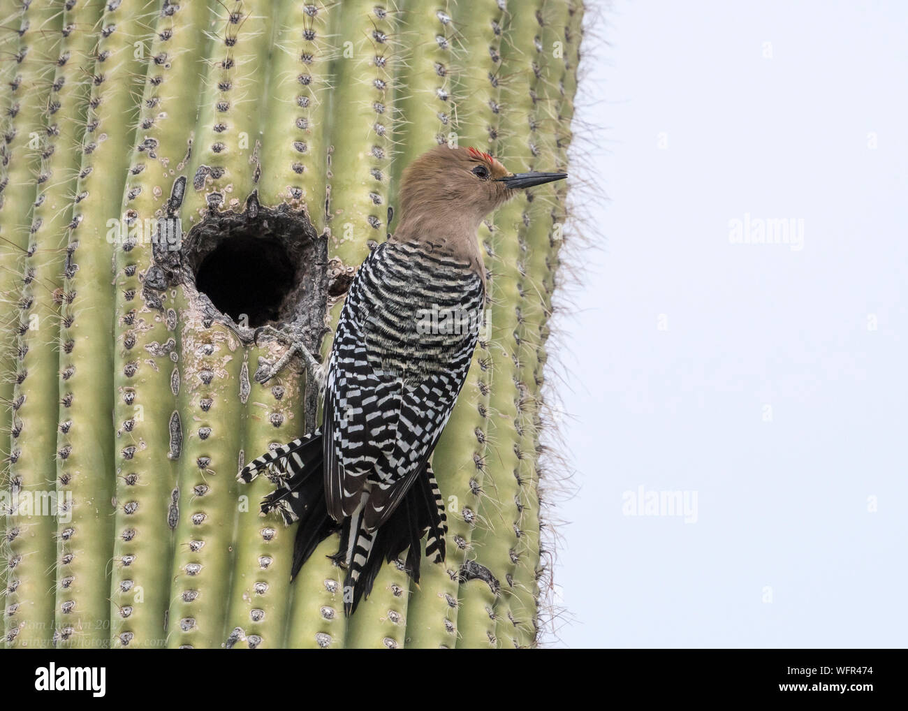 Gila Woodpecker - Sonoran Desert Wildlife - www.als3ed.com
