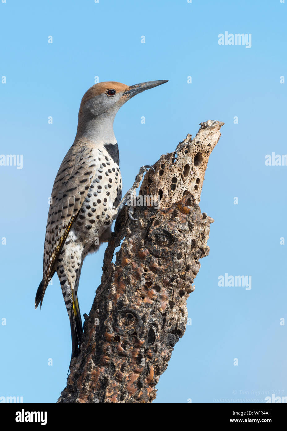 Gilded Flicker (Colaptes auratus), Their calls ring across the desert ...