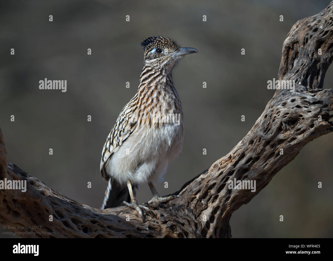 Greater Roadrunner (Geococcyx californianus), The scientific name means ...