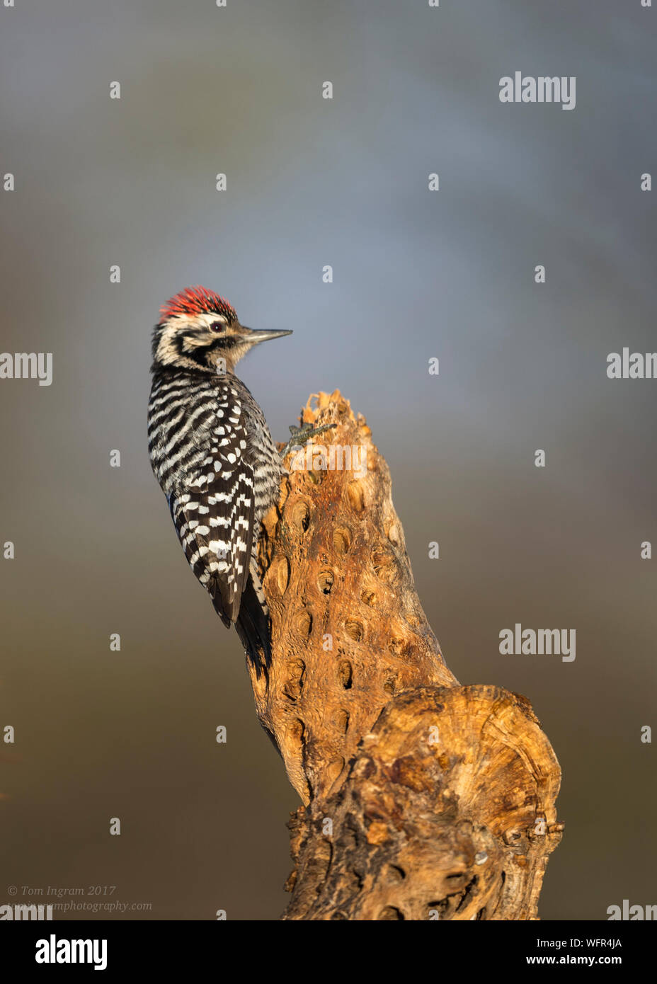 The ladder-backed woodpecker (Dryobates scalaris) is a North American ...