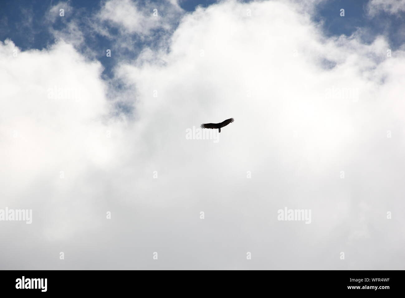 Single bird hi-res stock photography and images - Alamy