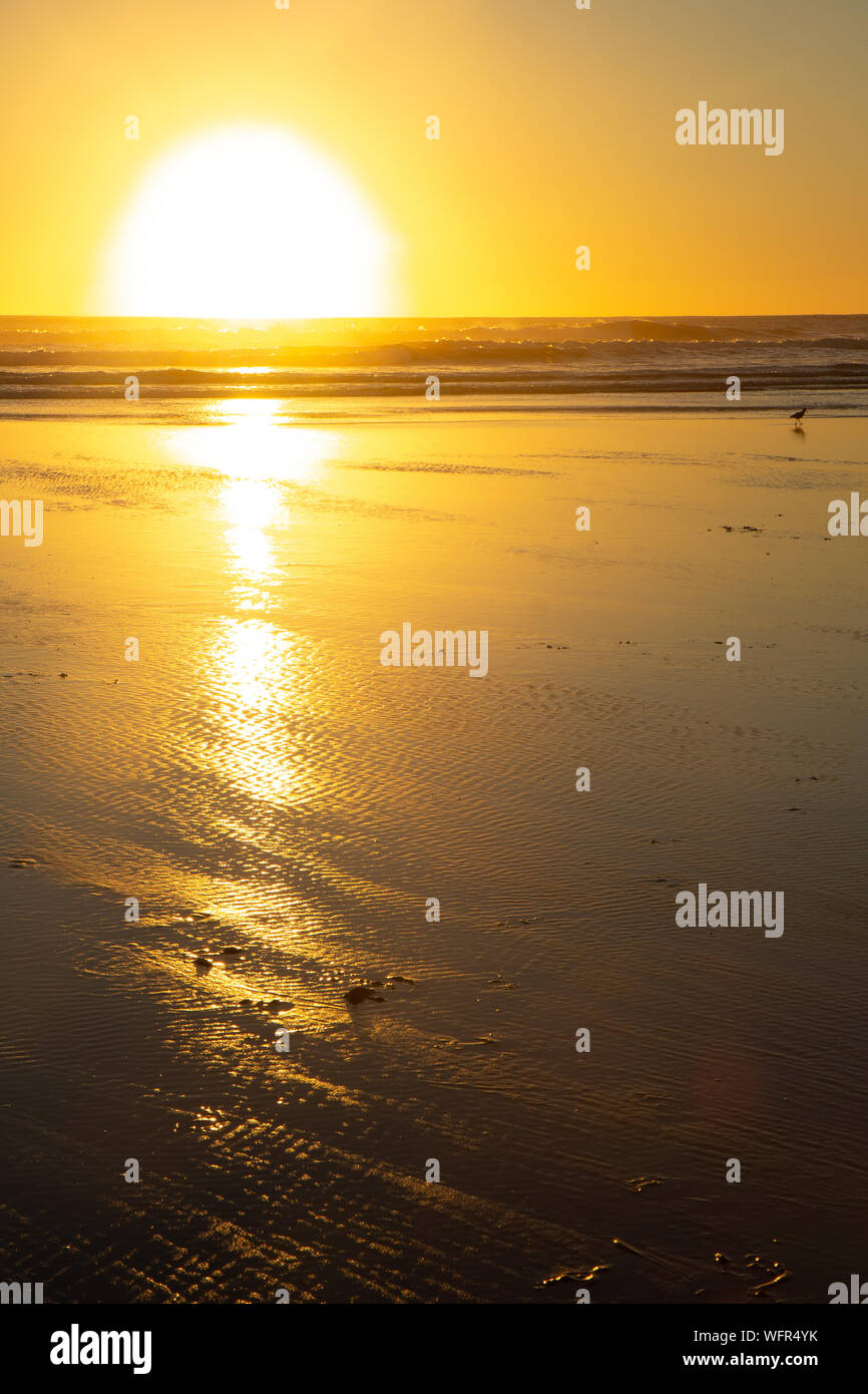sunset at Piha beach, North Island, New Zealand Stock Photo - Alamy