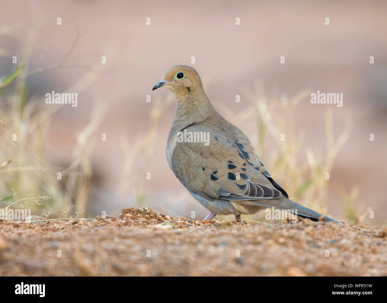 Mourning Dove (Zenaida macroura), a member of the dove family ...