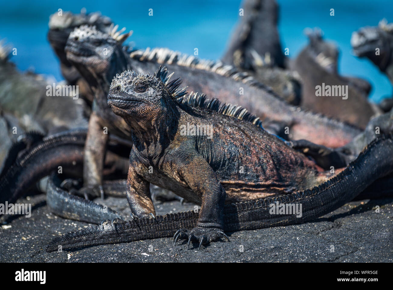 Marine iguanas hi-res stock photography and images - Alamy