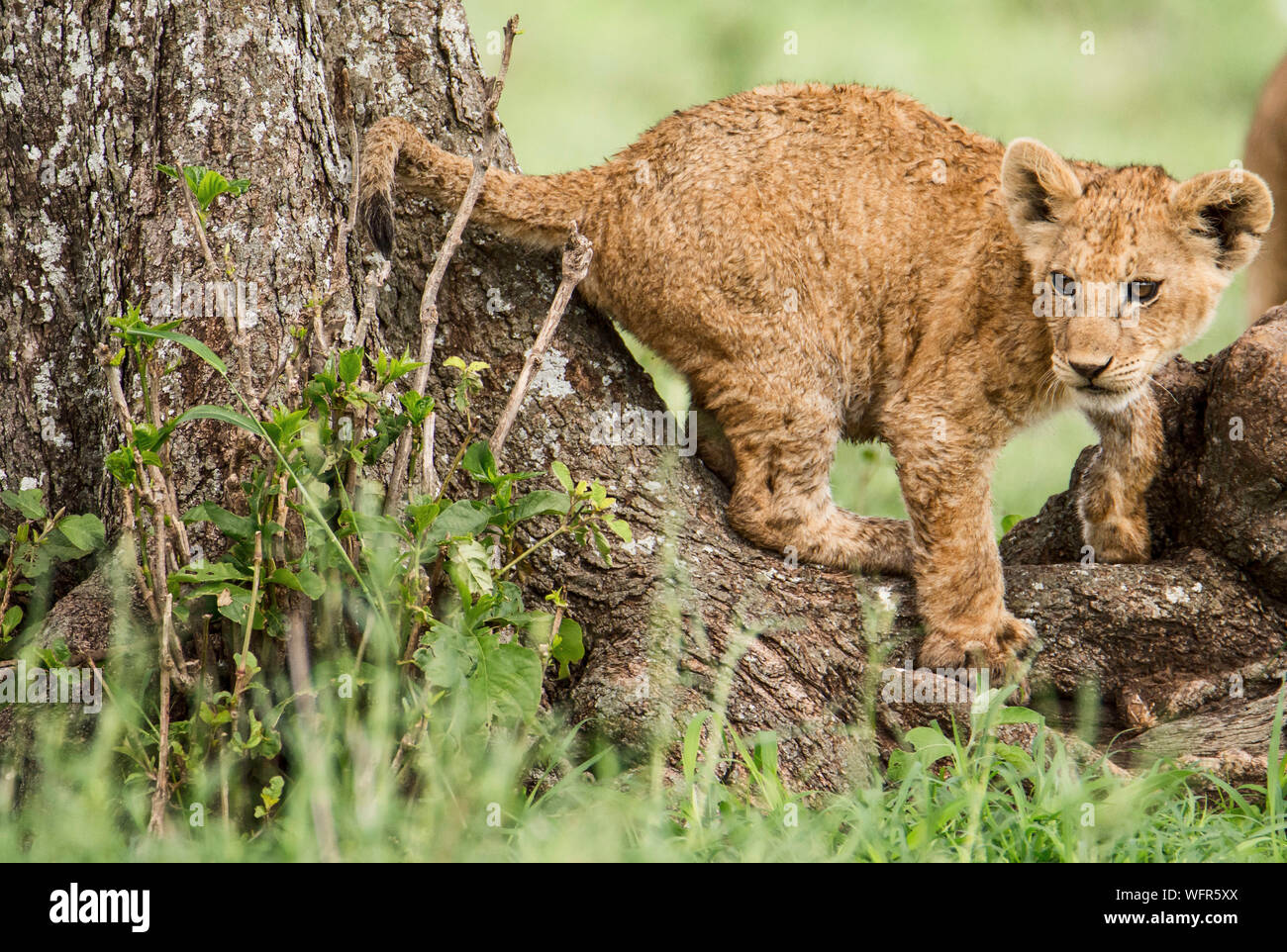 Lion Cub In Tree High Resolution Stock Photography and Images - Alamy