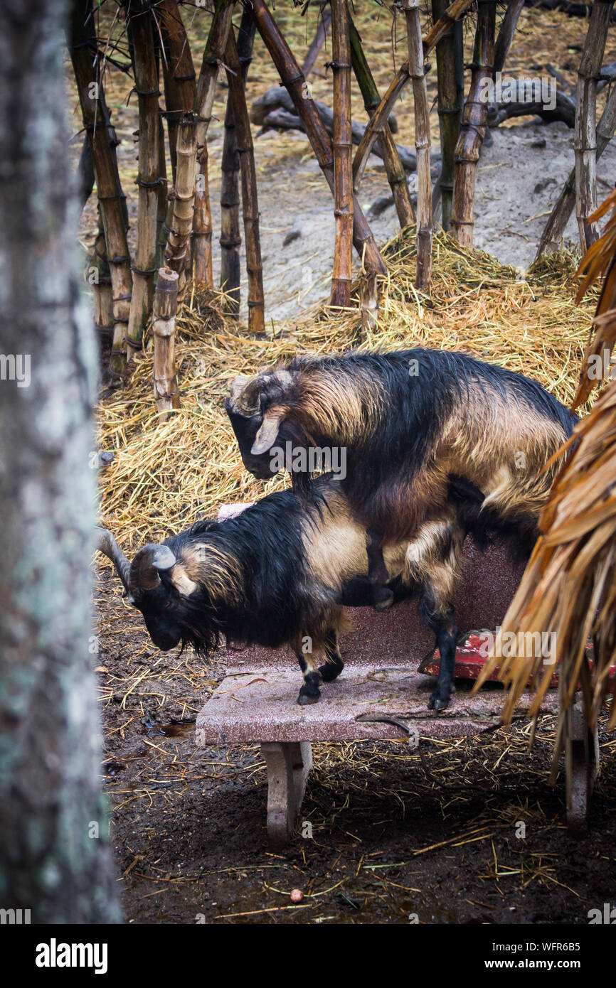 Mating Goats High Resolution Stock Photography and Images - Alamy