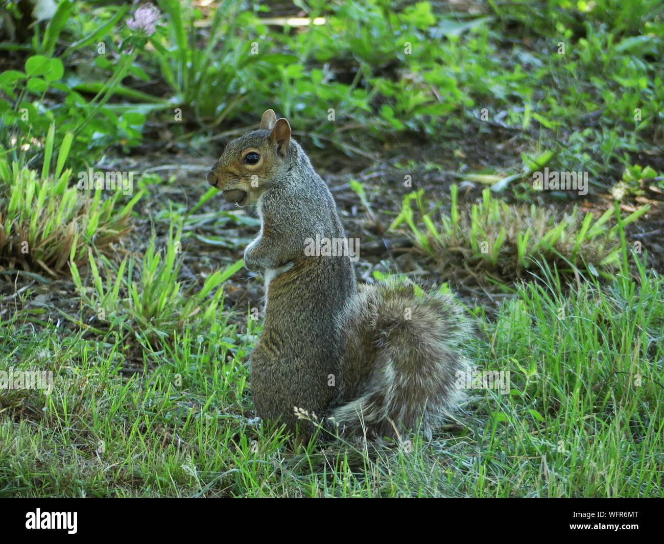 Carrying Nut High Resolution Stock Photography and Images - Alamy