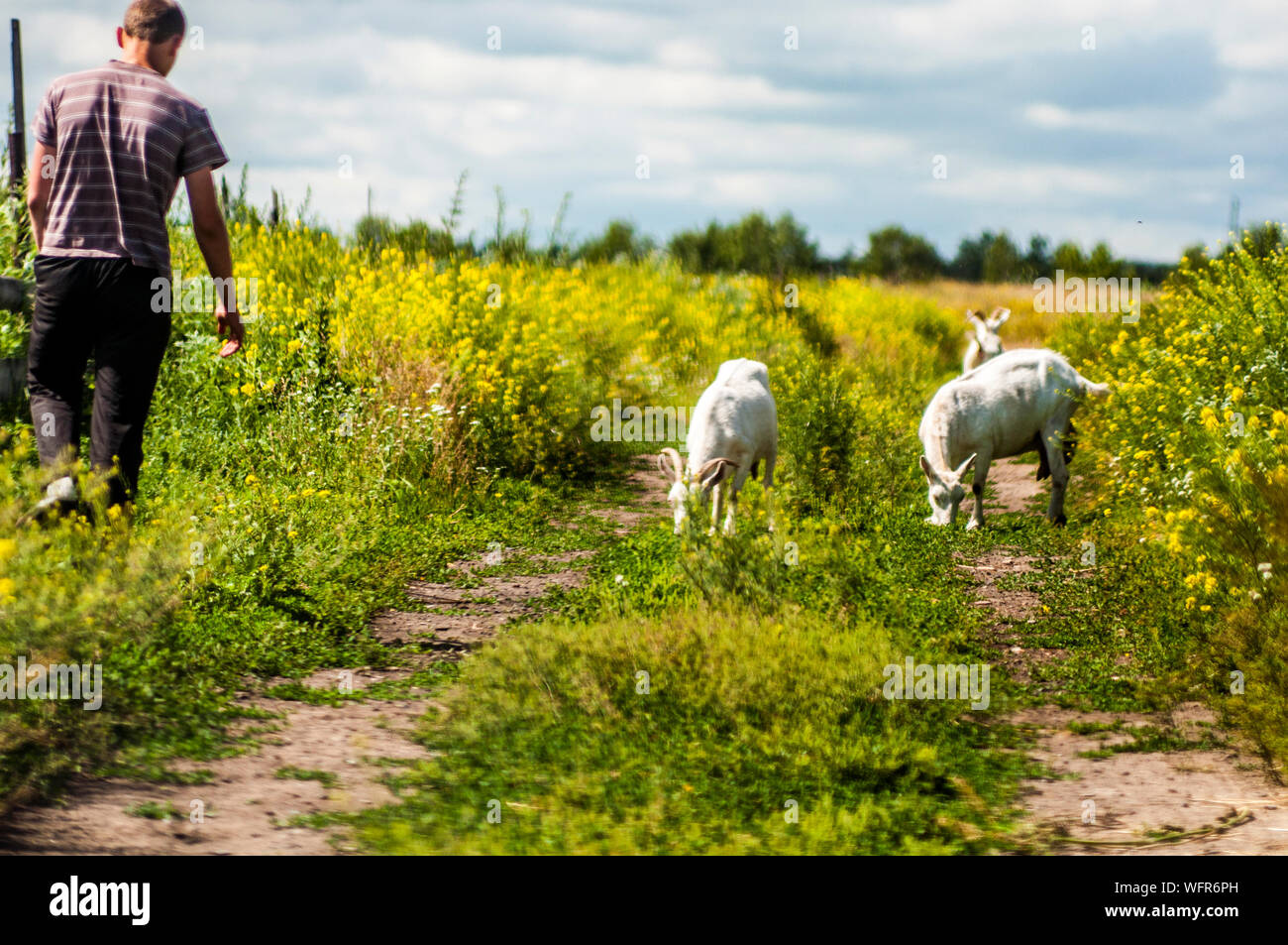 Walking with goats hi-res stock photography and images - Alamy
