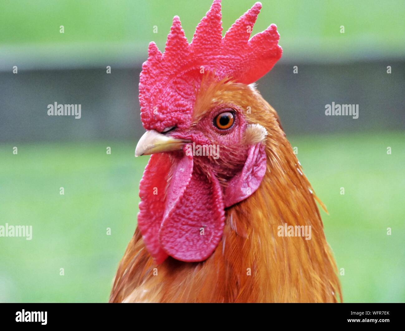 Rooster Front View High Resolution Stock Photography and Images - Alamy