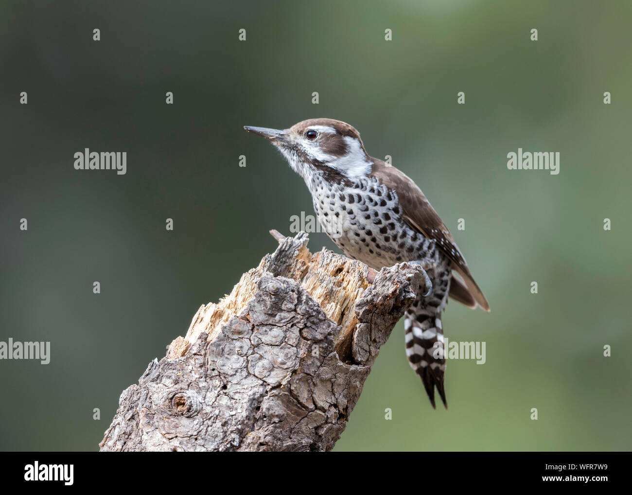 Arizona Woodpecker (Picoides arizonae), a woodpecker native to southern ...