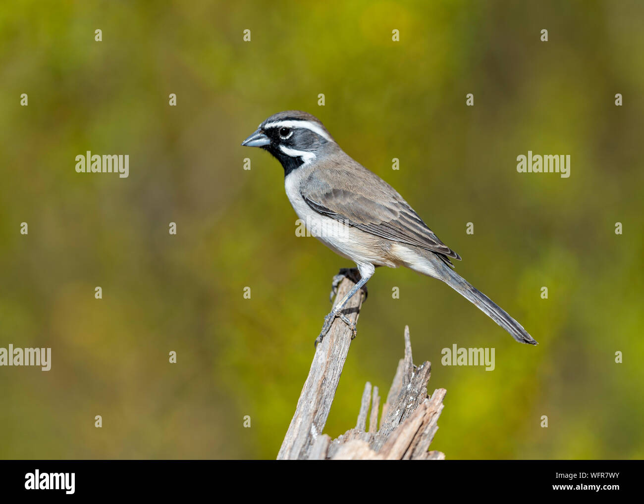 White throated swift nest hi-res stock photography and images - Alamy