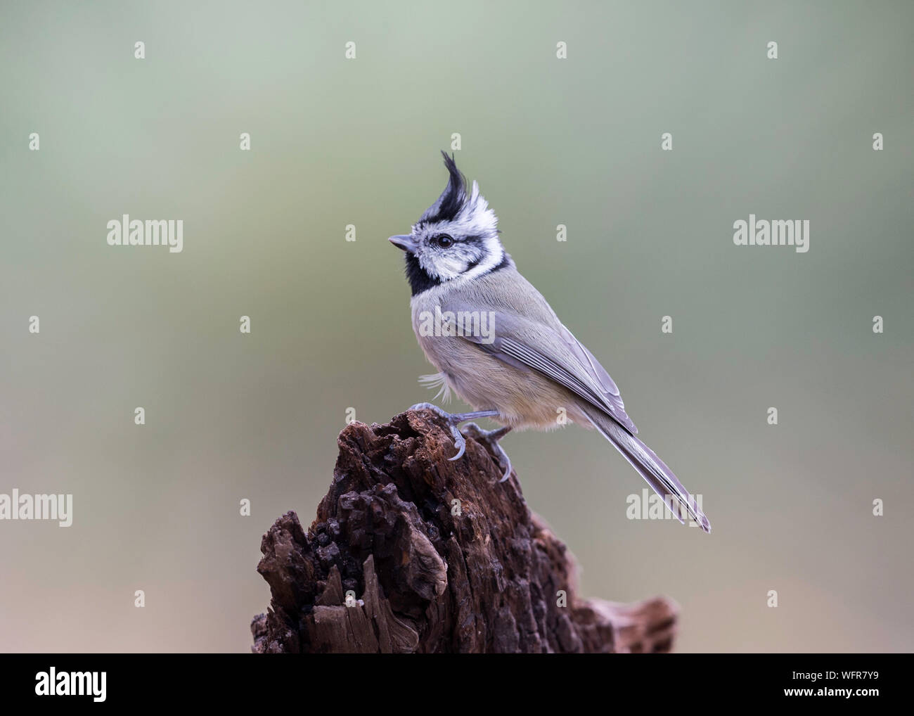 Bridled Titmouse (Baeolophus wollweberi), It is small, crested and gray ...
