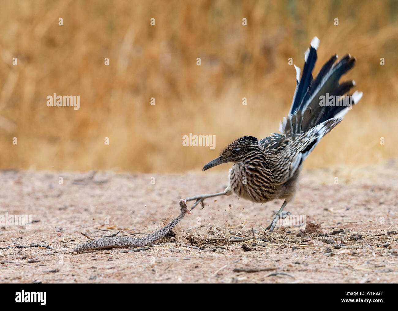 Greater Roadrunner (Geococcyx californianus) battling a Western ...