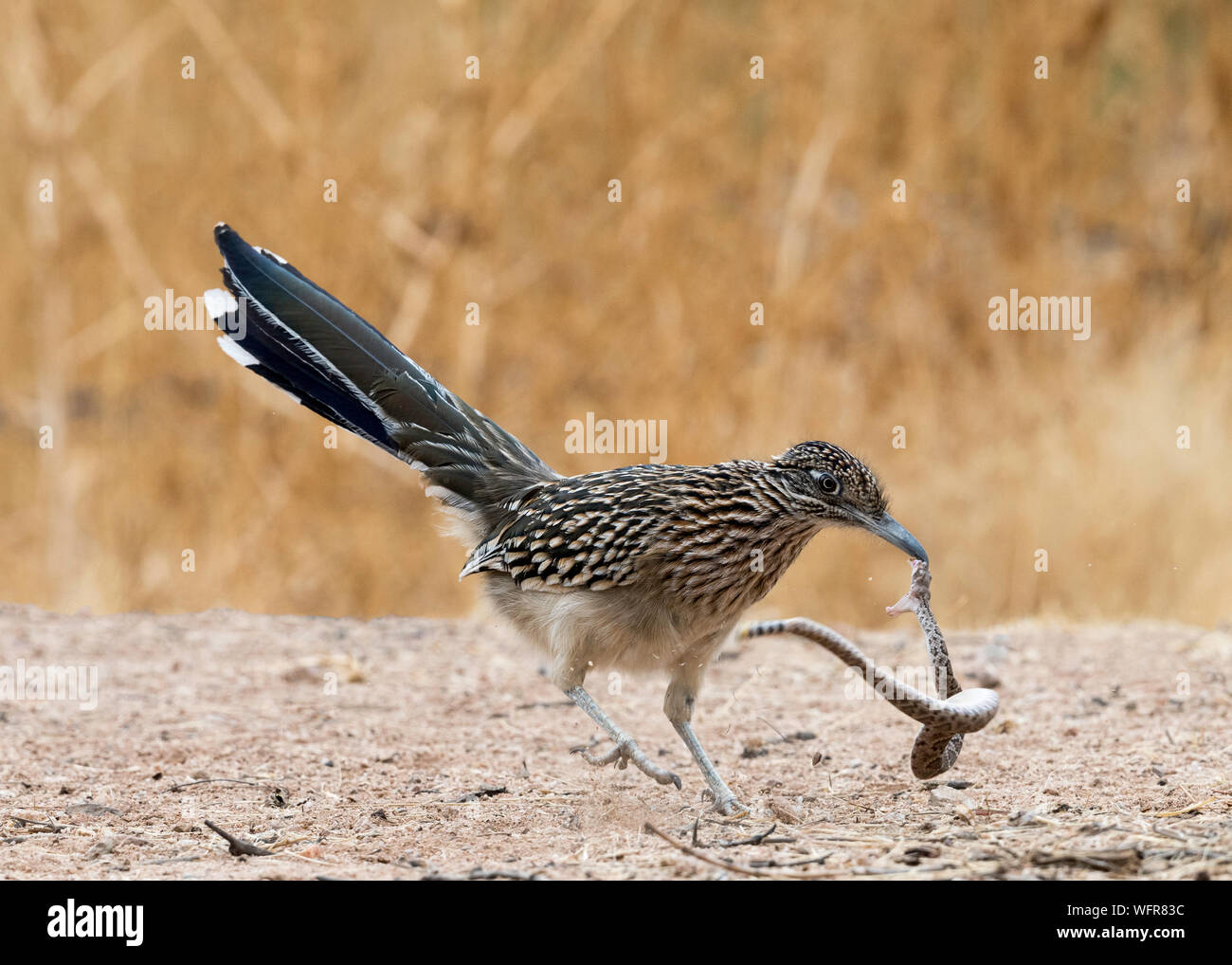 Striking rattlesnake hi-res stock photography and images - Alamy
