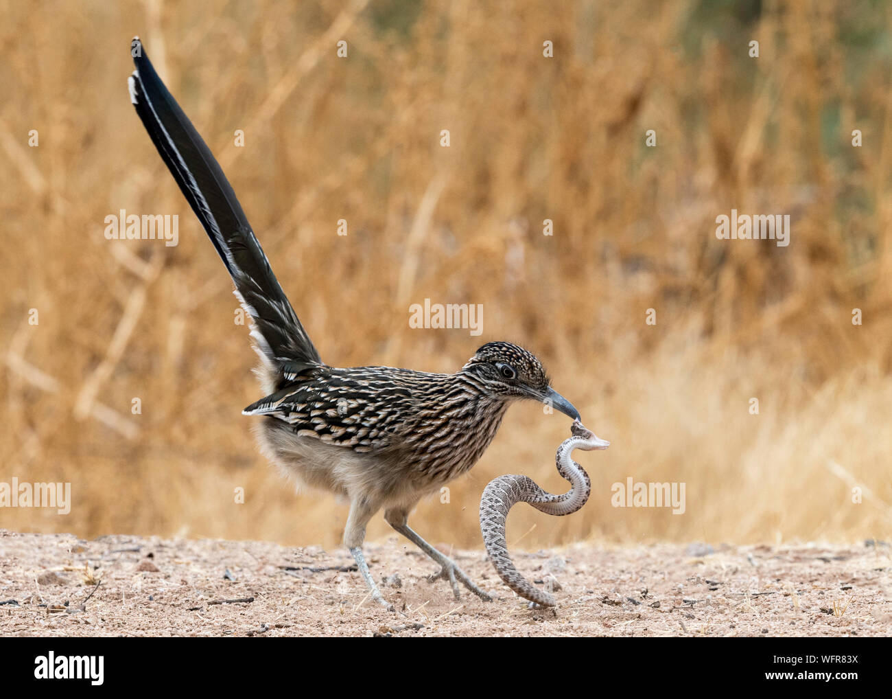 Greater Roadrunner (Geococcyx californianus) battling a Western ...