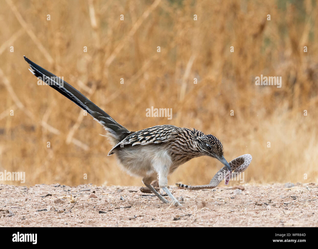 Greater Roadrunner (Geococcyx californianus) battling a Western ...