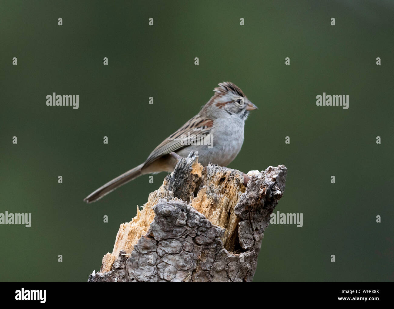 New mexico territory hi-res stock photography and images - Alamy
