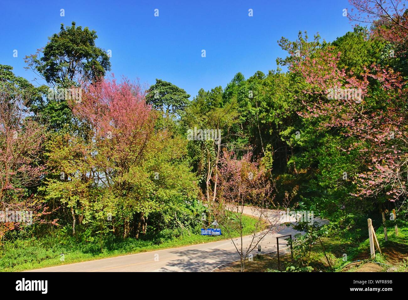 Trees on both sides of the road hi-res stock photography and images - Alamy