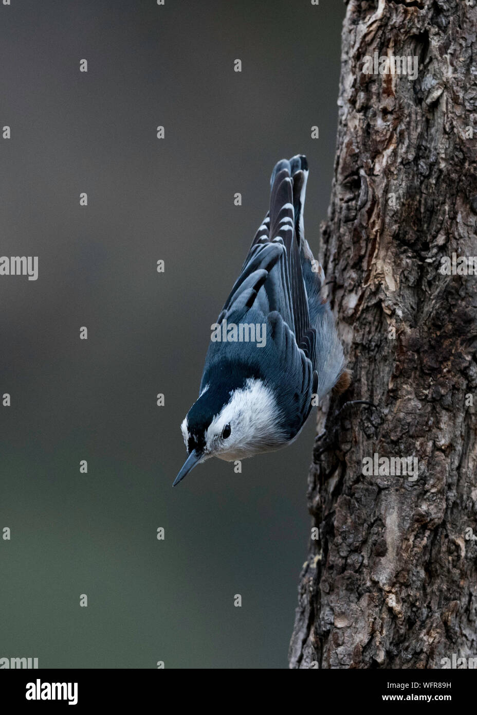 Sharply pointed bill hi-res stock photography and images - Alamy