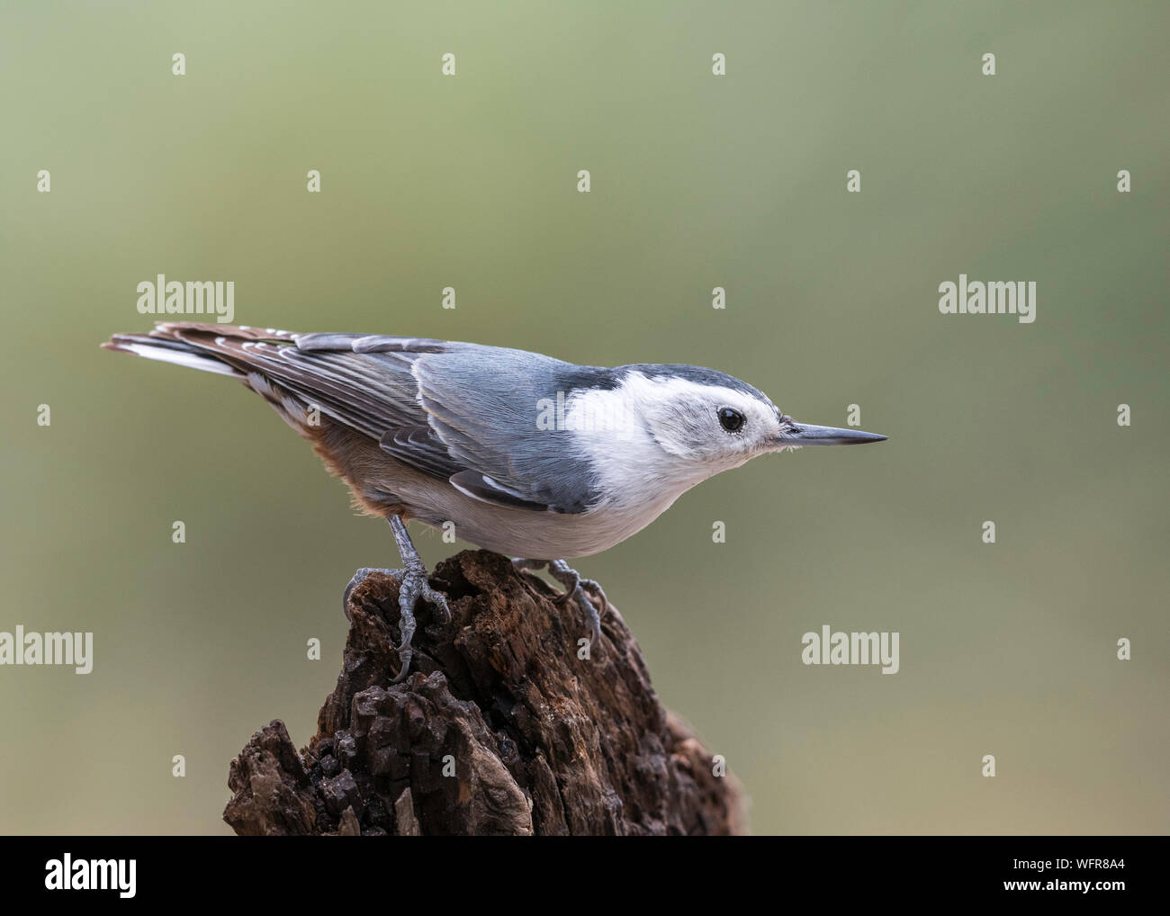 White-breasted Nuthatch (Sitta carolinensis), Compact, no-necked and ...